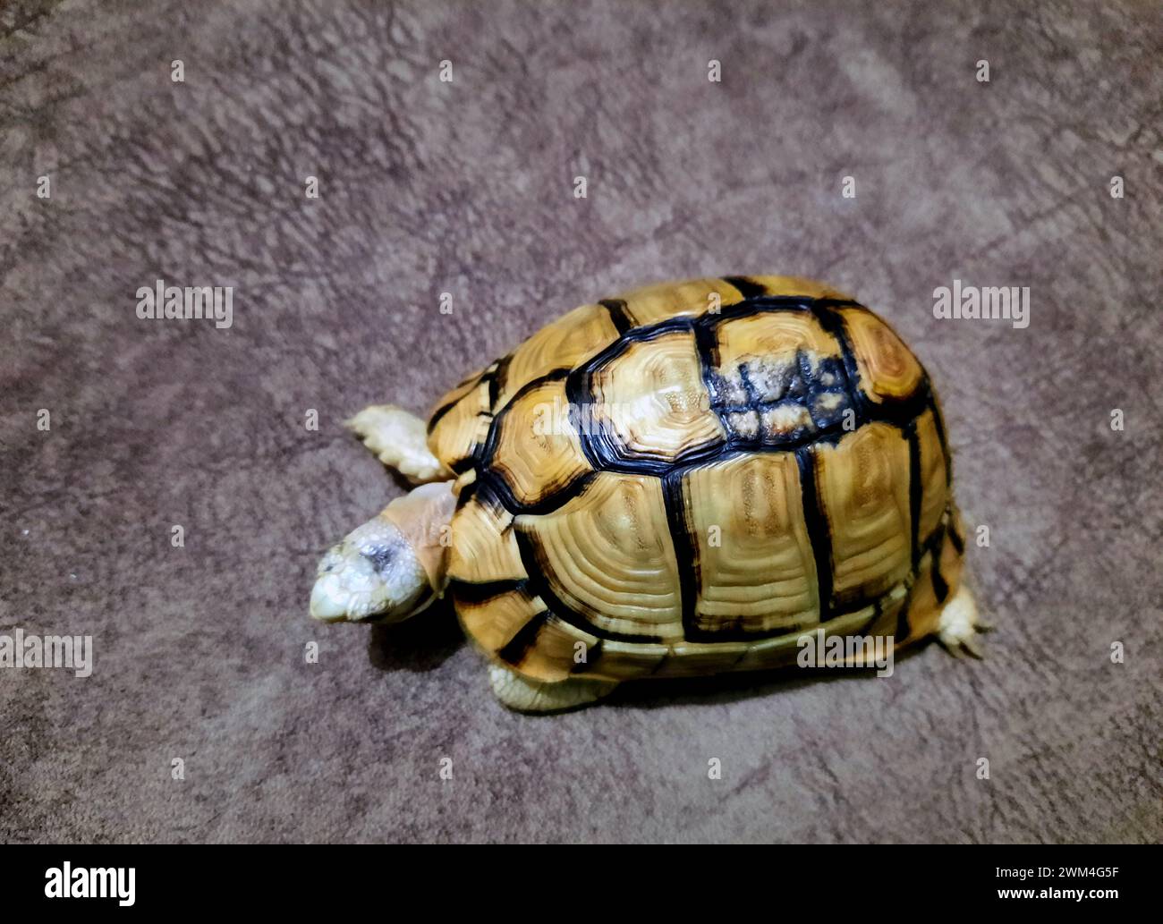 A small turtle with a healed broken part of its shell, the turtle's ...