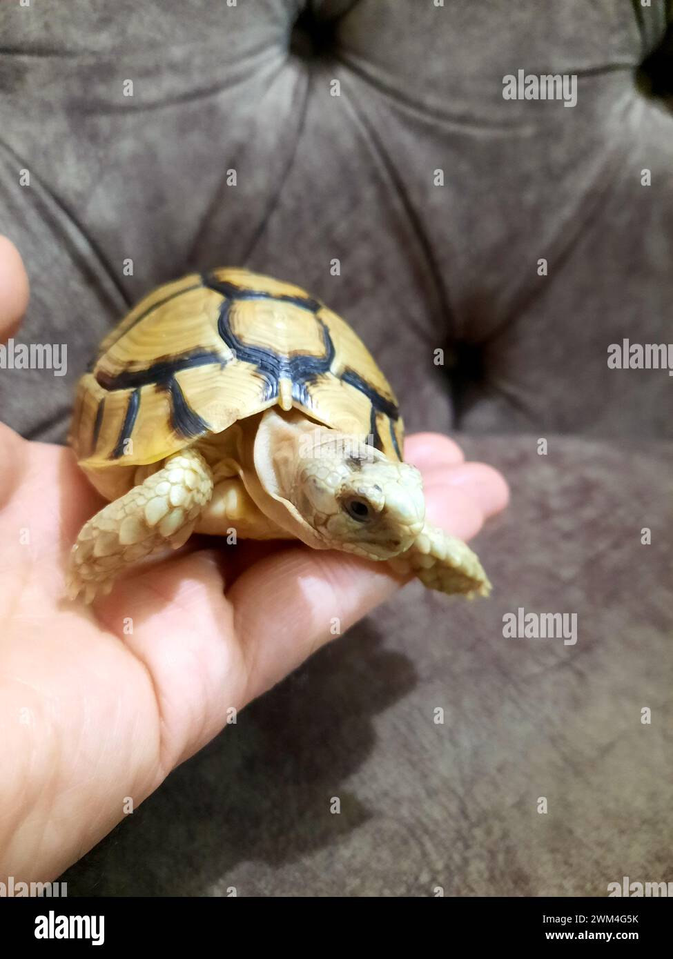 A small turtle with a healed broken part of its shell, the turtle's ...