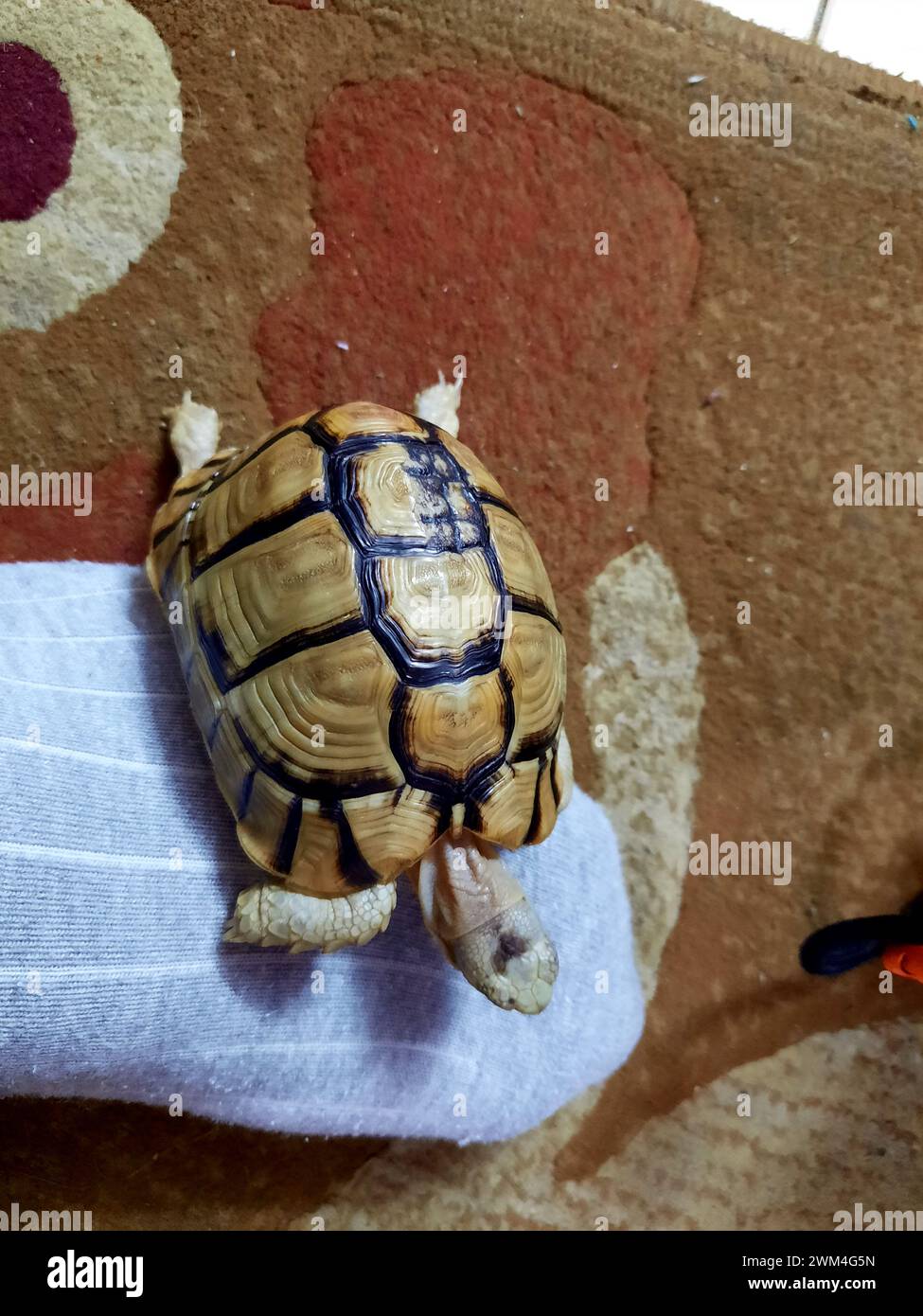 A small turtle with a healed broken part of its shell, the turtle's ...