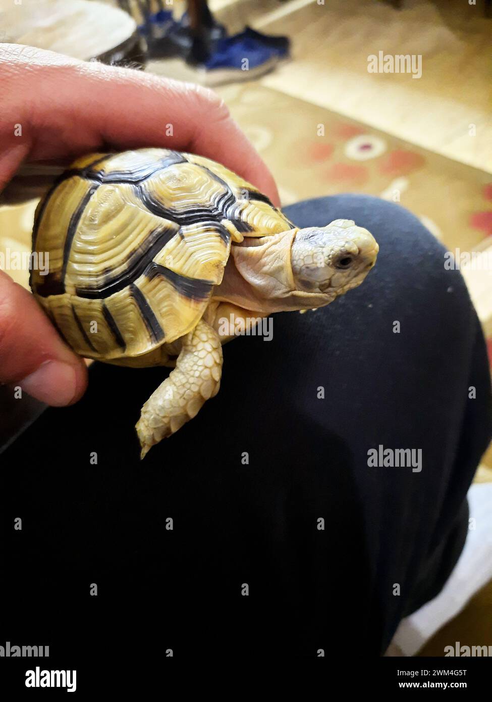 A small turtle with a healed broken part of its shell, the turtle's ...