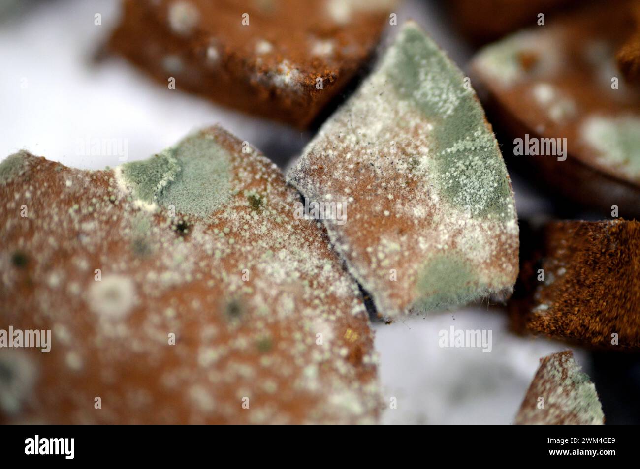 Mold, mould, one of the structures that certain fungi can form, dust ...