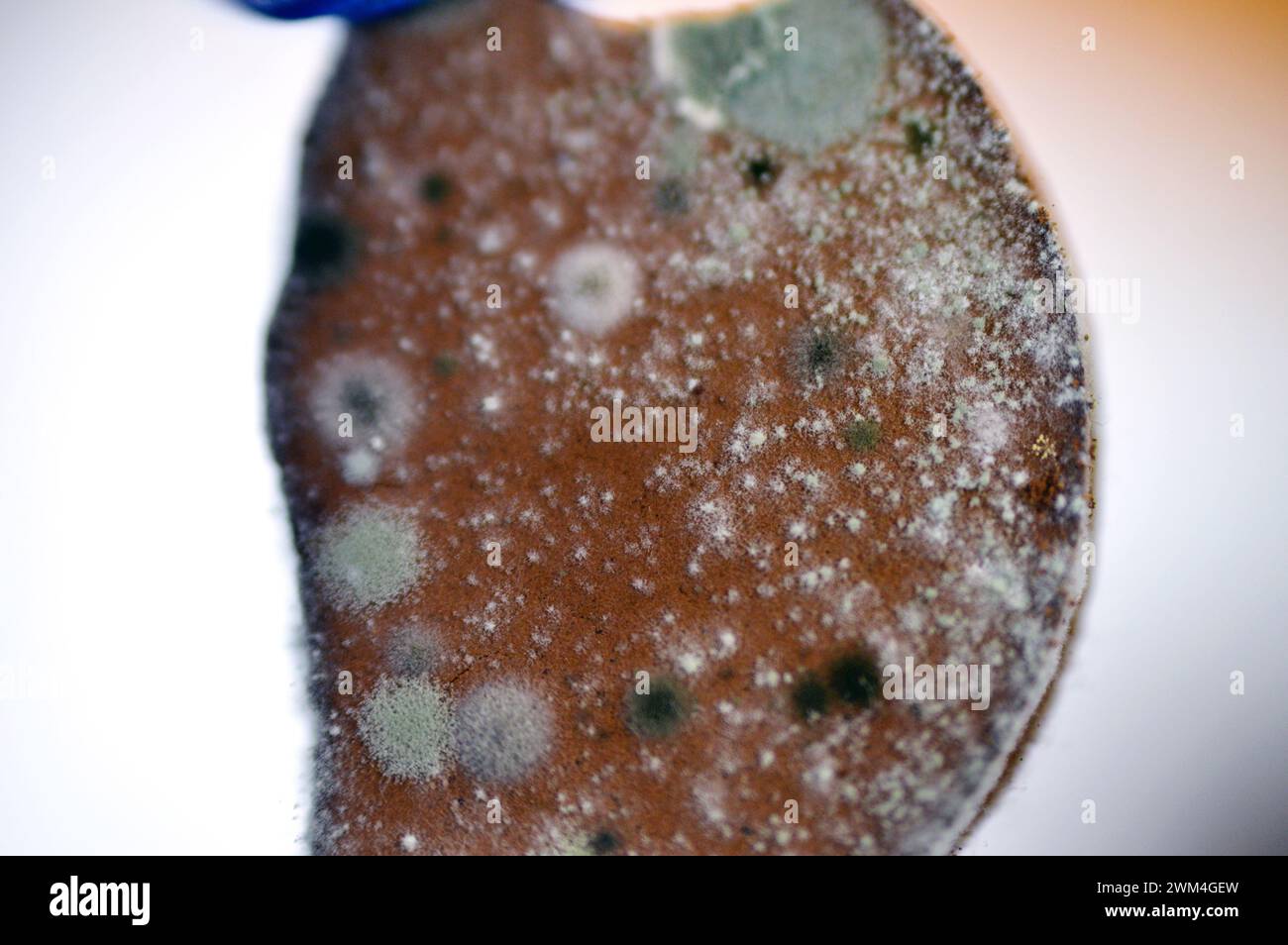 Mold, mould, one of the structures that certain fungi can form, dust ...