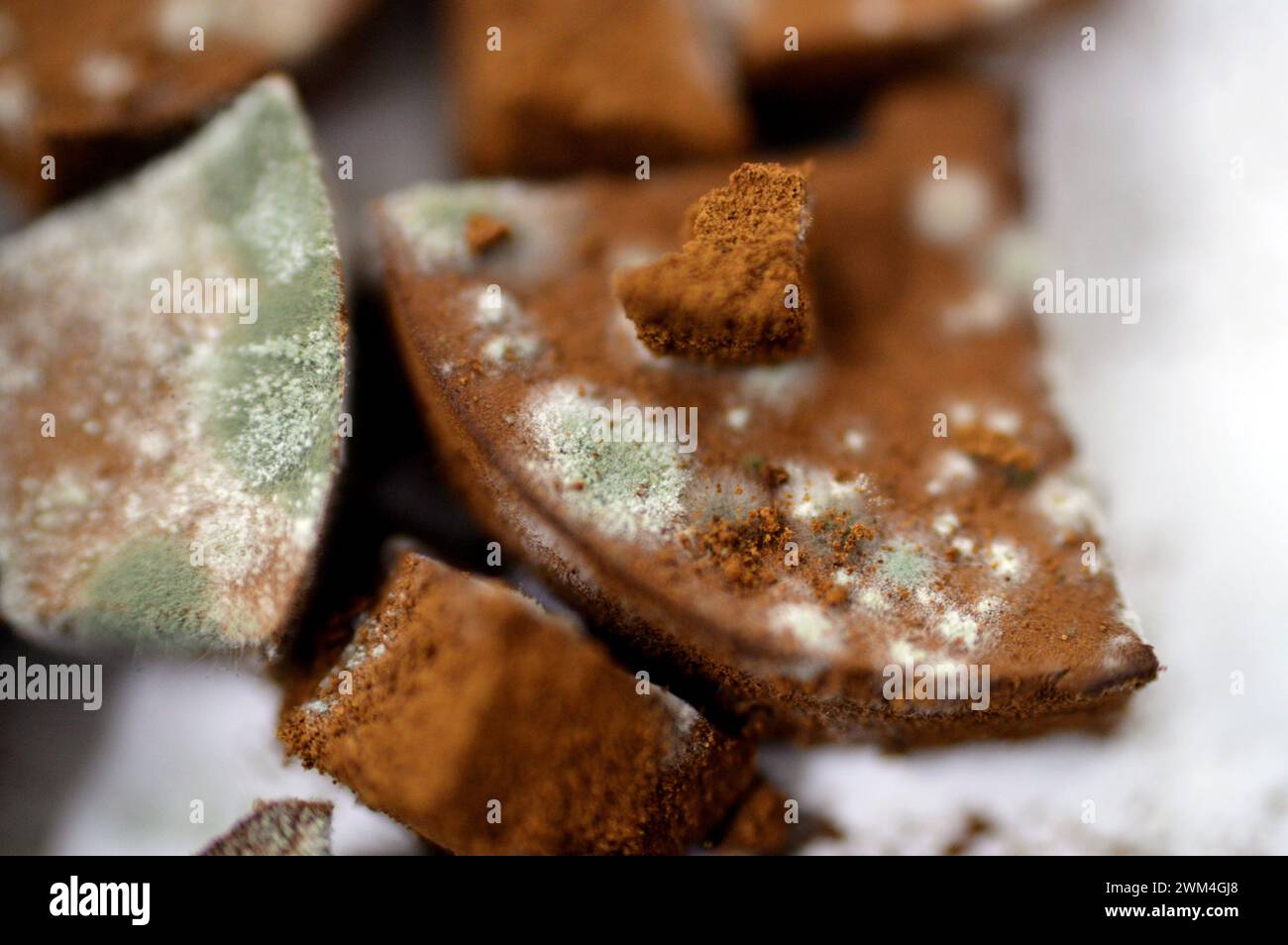 Mold, mould, one of the structures that certain fungi can form, dust ...