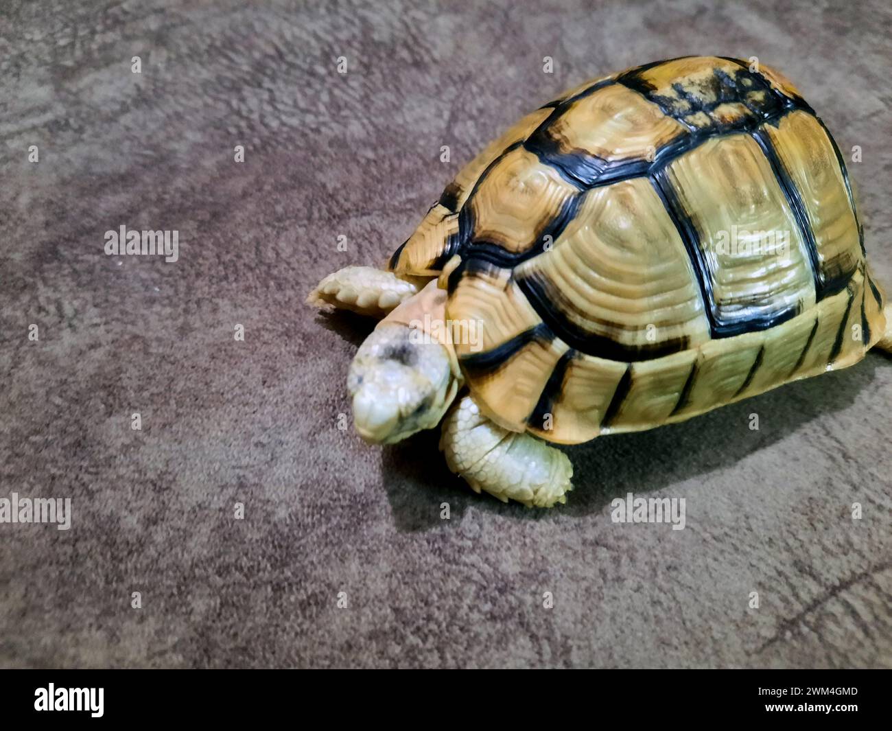 A small turtle with a healed broken part of its shell, the turtle's ...
