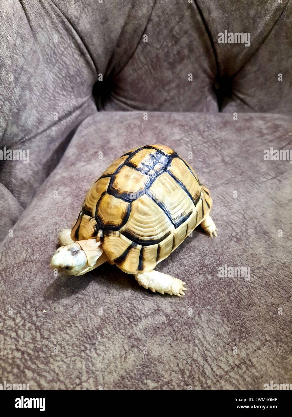 A small turtle with a healed broken part of its shell, the turtle's ...