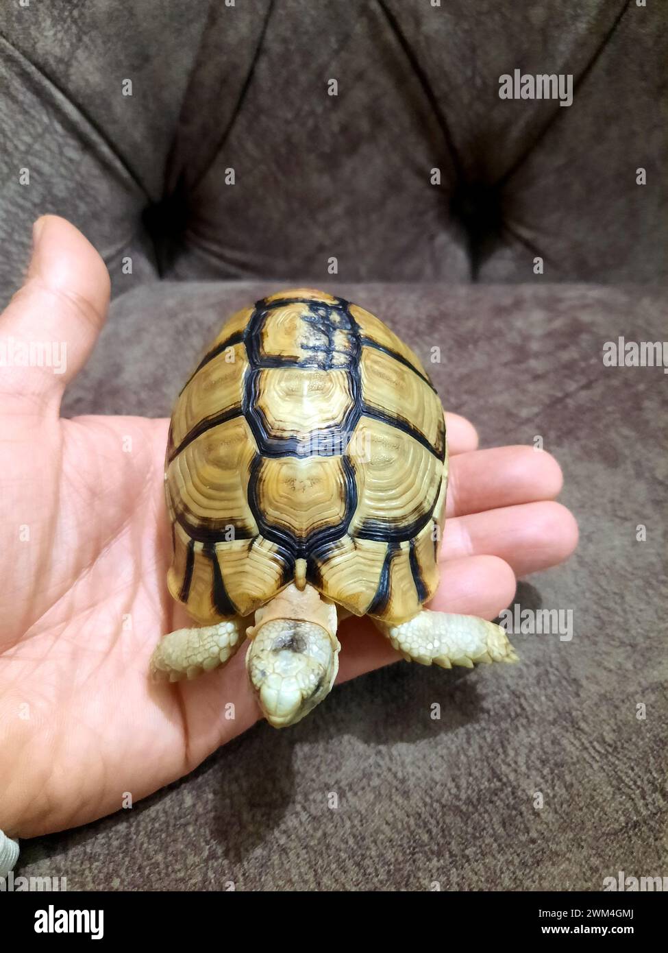 A small turtle with a healed broken part of its shell, the turtle's ...
