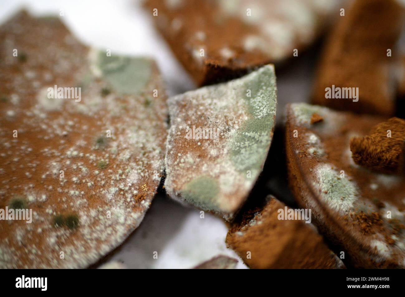 Penicillium molds hi-res stock photography and images - Alamy