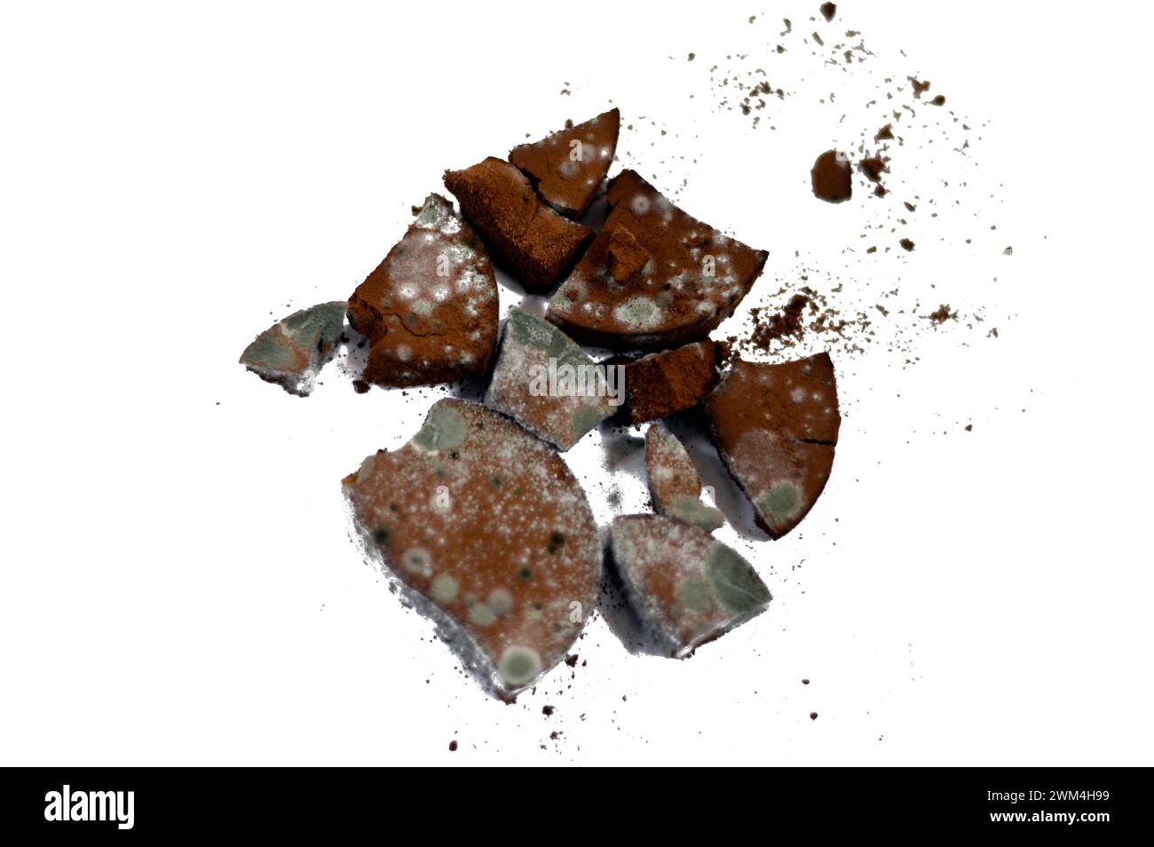 Mold, mould, one of the structures that certain fungi can form, dust ...