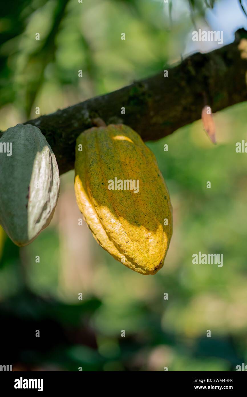 a single yellow cacao seed hanging on to a branch, with a smaller green ...