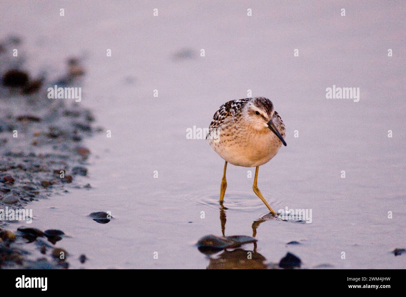 Pectoral Sandpiper Calidris melanotos feeding on invertebrates 1002 ...