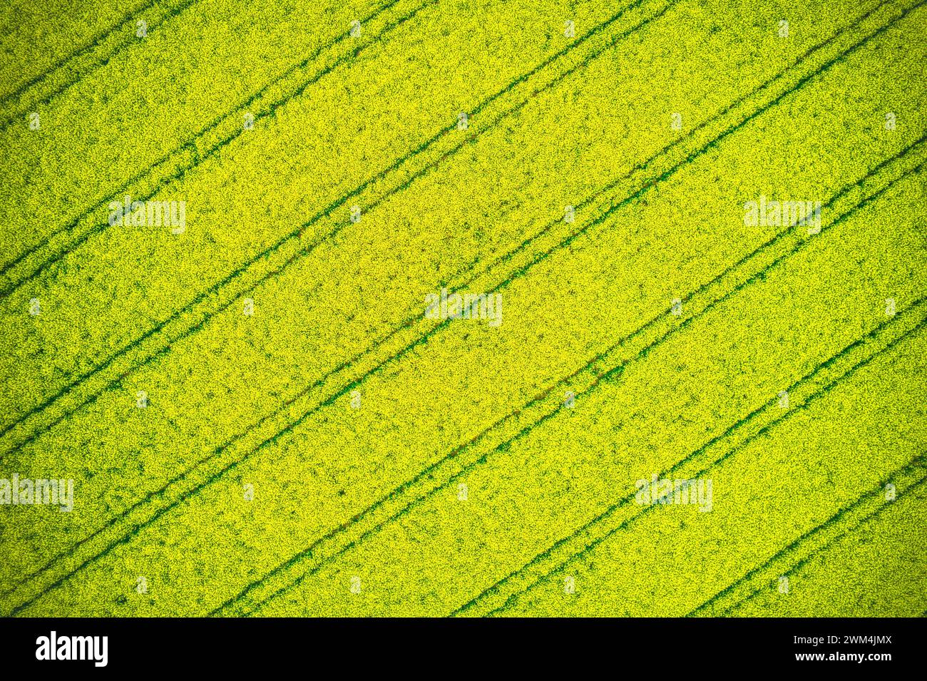 An aerial view of a bright yellow rapeseed field with parallel lines ...