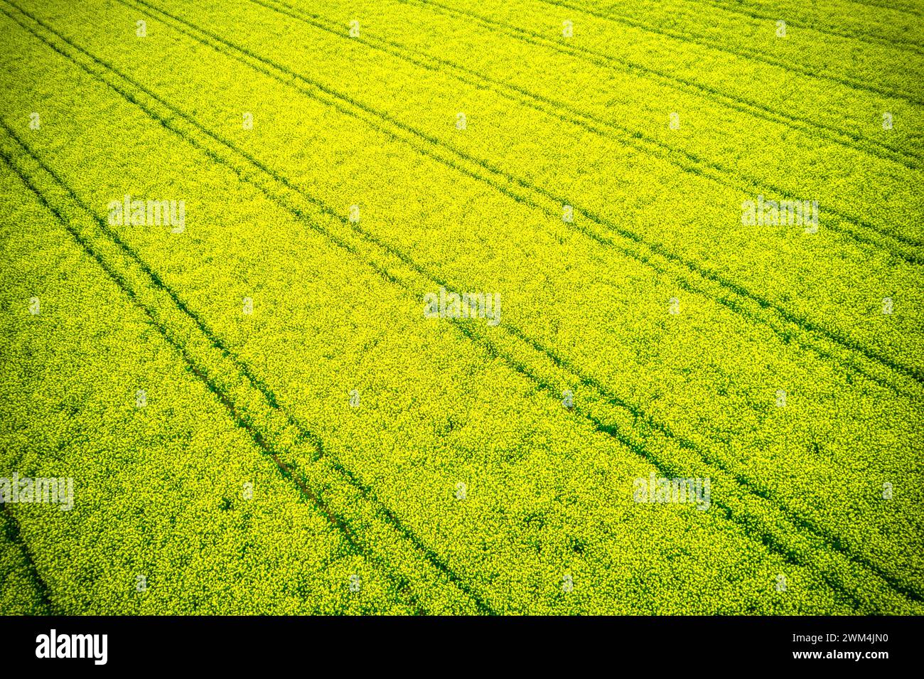An aerial view of a bright yellow rapeseed field with parallel lines ...