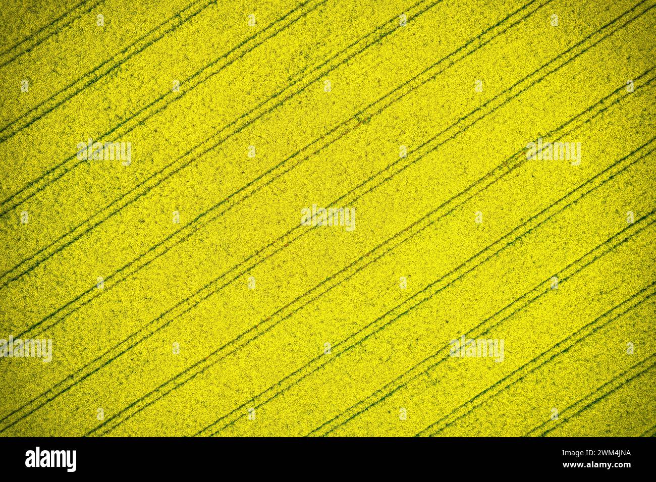 An aerial view of a bright yellow rapeseed field with parallel lines ...
