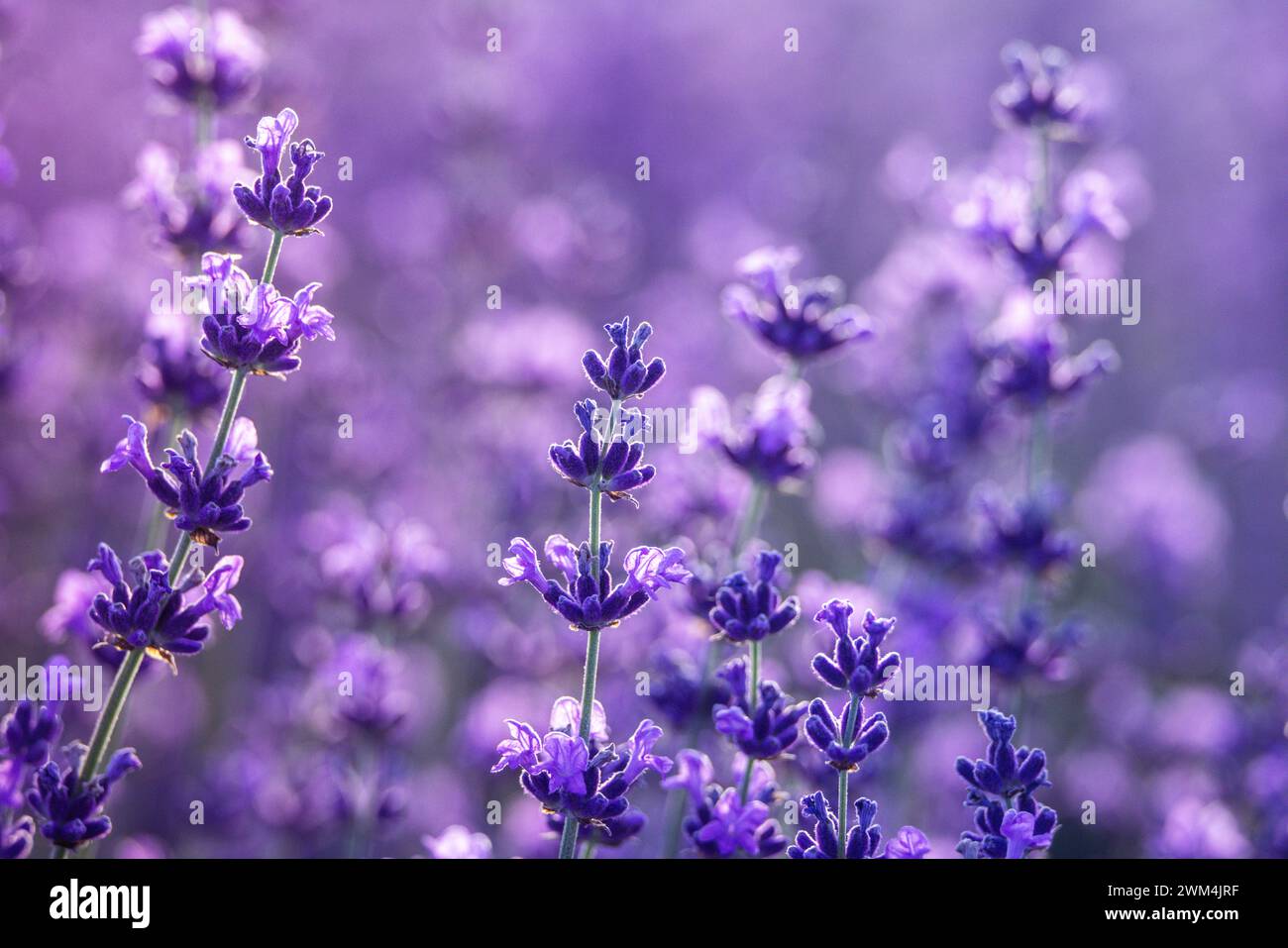 Lavender field close up. Lavender flowers in pastel colors at blur ...