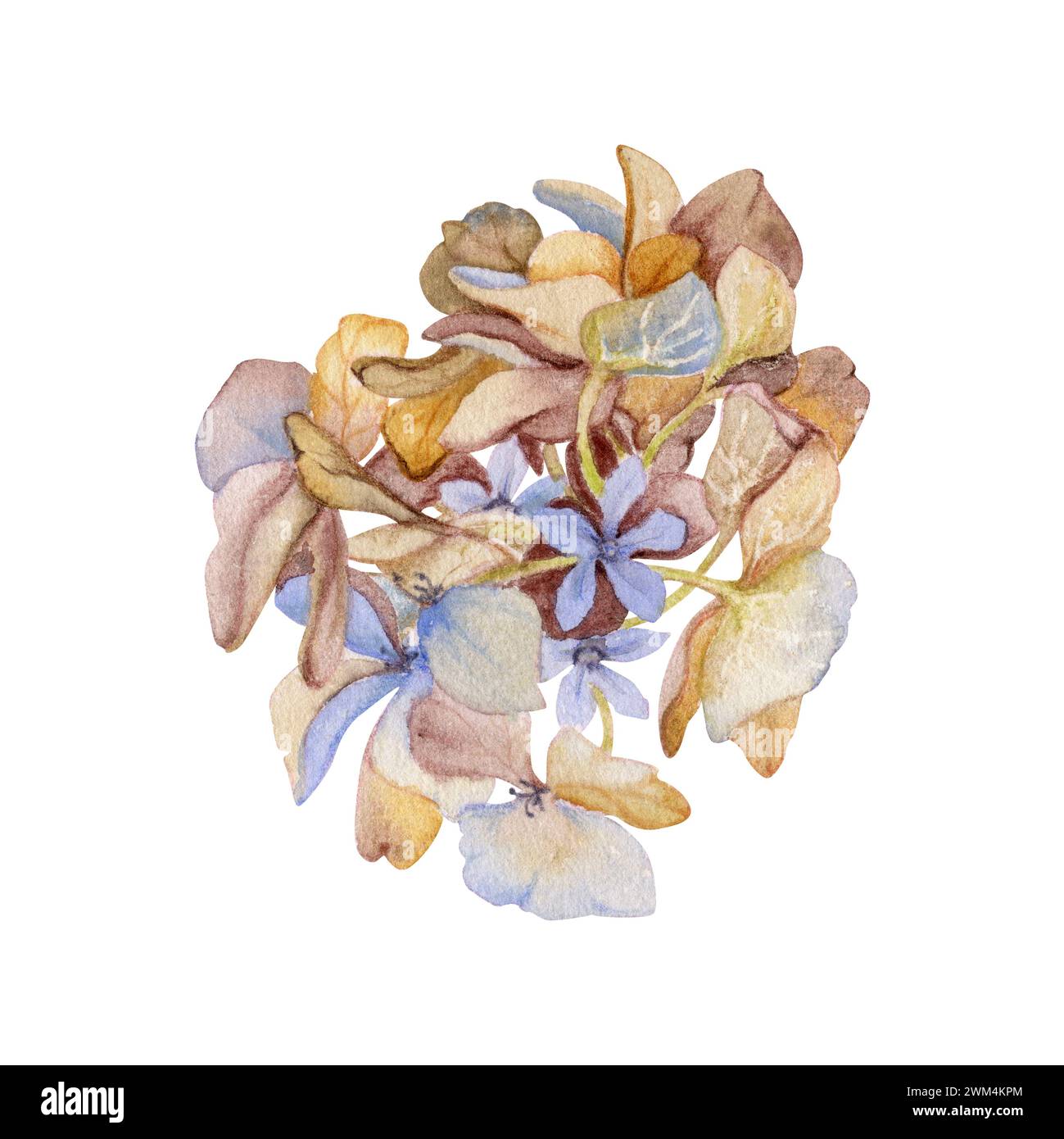 Hand drawn watercolor illustration shabby boho botanical flowers leaves ...