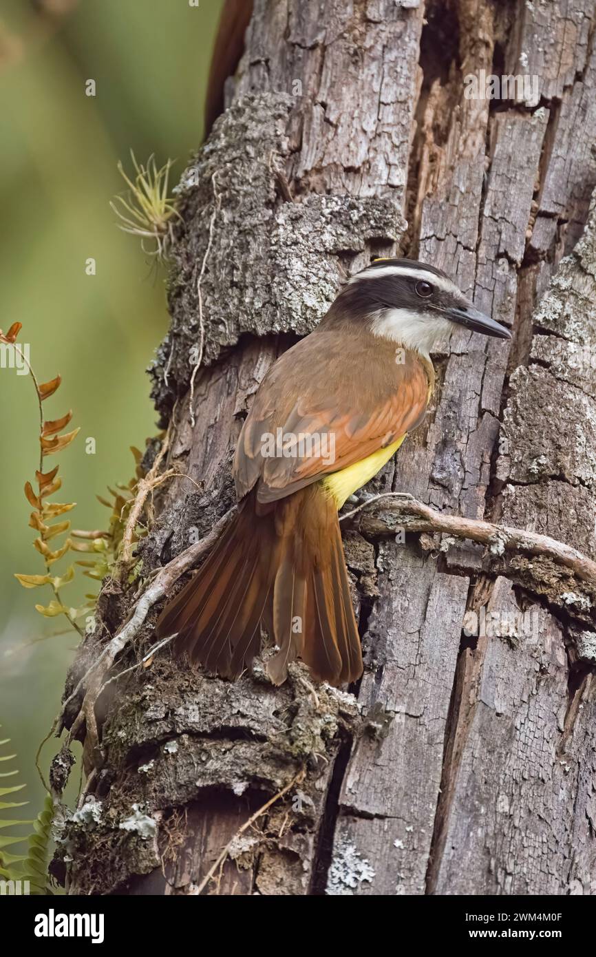 Great kiskadee in south hi-res stock photography and images - Alamy