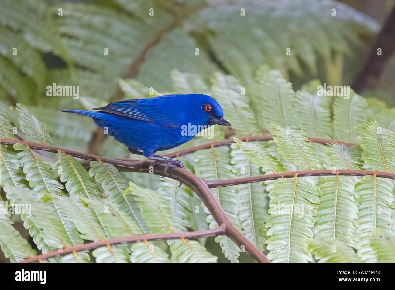 Indigo Flowerepiercer Colombia South America Stock Photo - Alamy