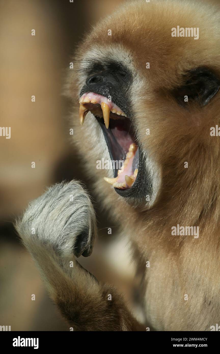 Gibbon vocalization hi-res stock photography and images - Alamy