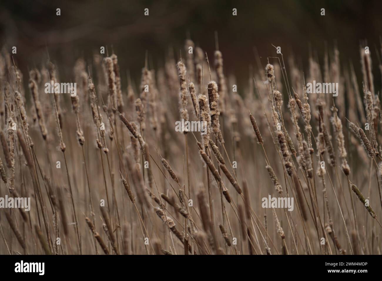 Field rush hi-res stock photography and images - Alamy