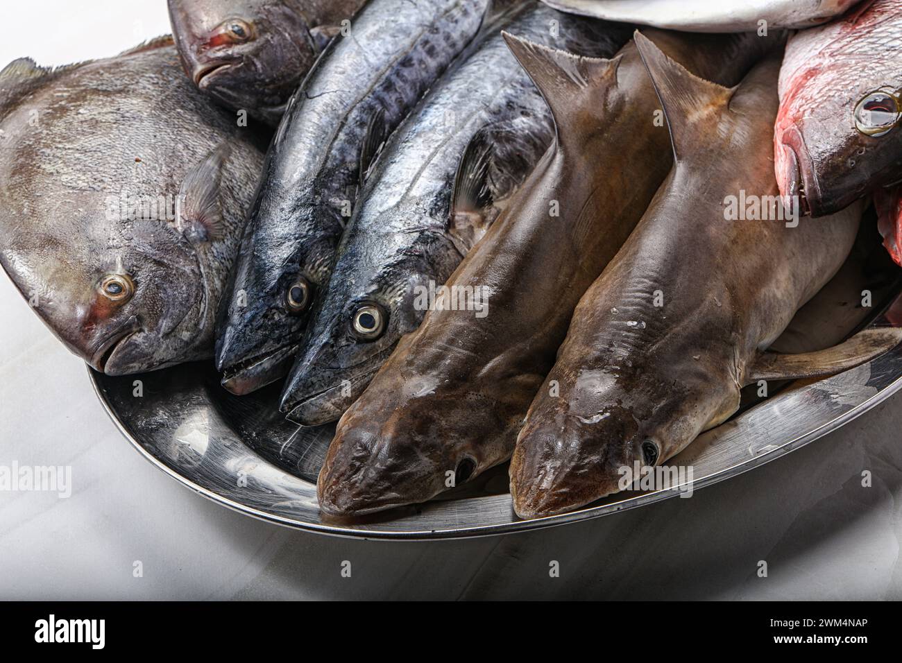 Shark displays hi-res stock photography and images - Alamy