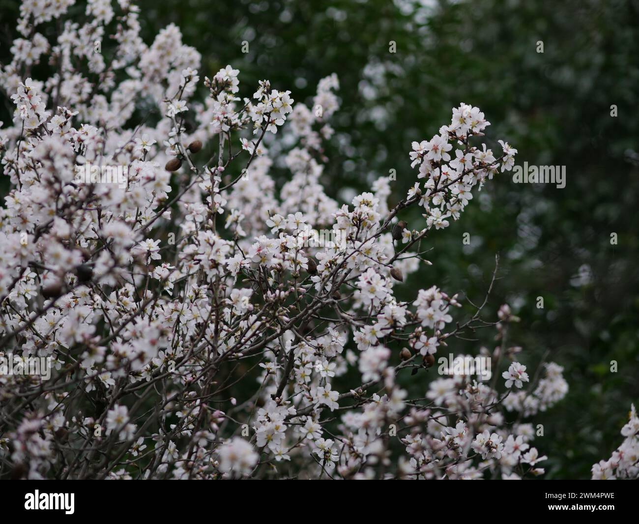 Tree branch white flowers sways hi-res stock photography and images - Alamy