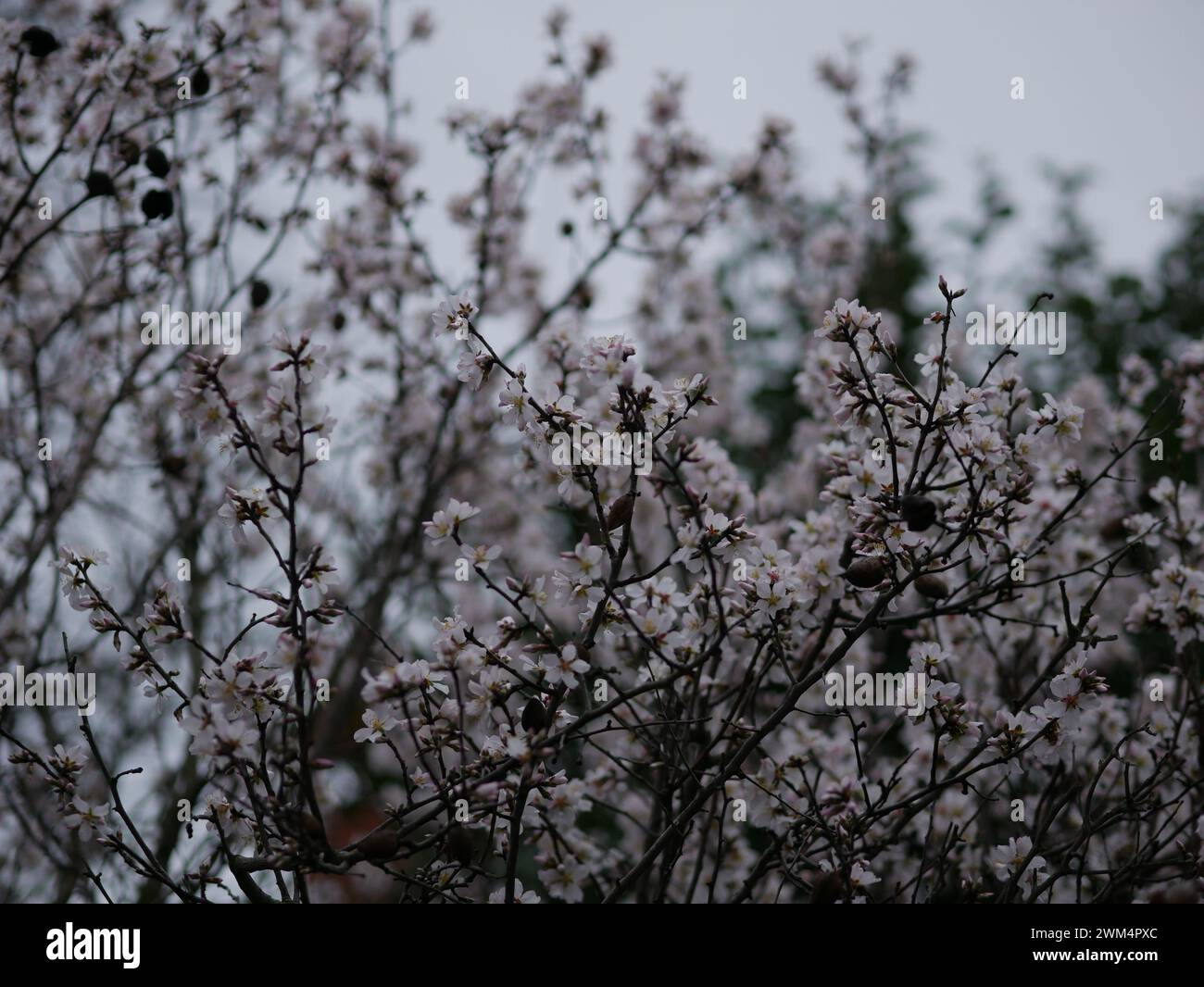 Tree branch white flowers sways hi-res stock photography and images - Alamy