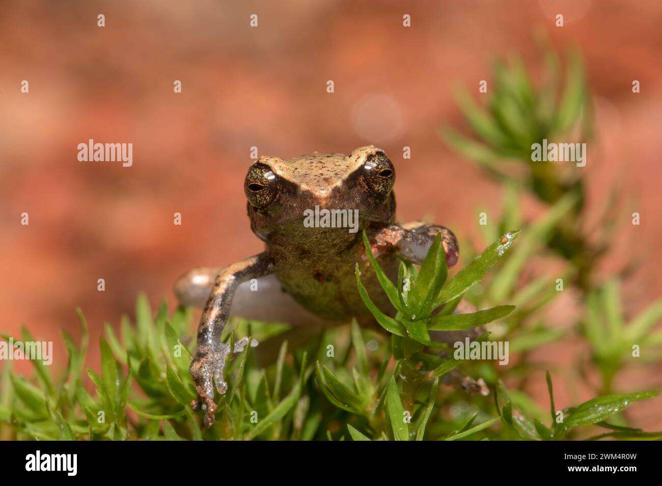 Endemic frogs of western ghats hi-res stock photography and images - Alamy