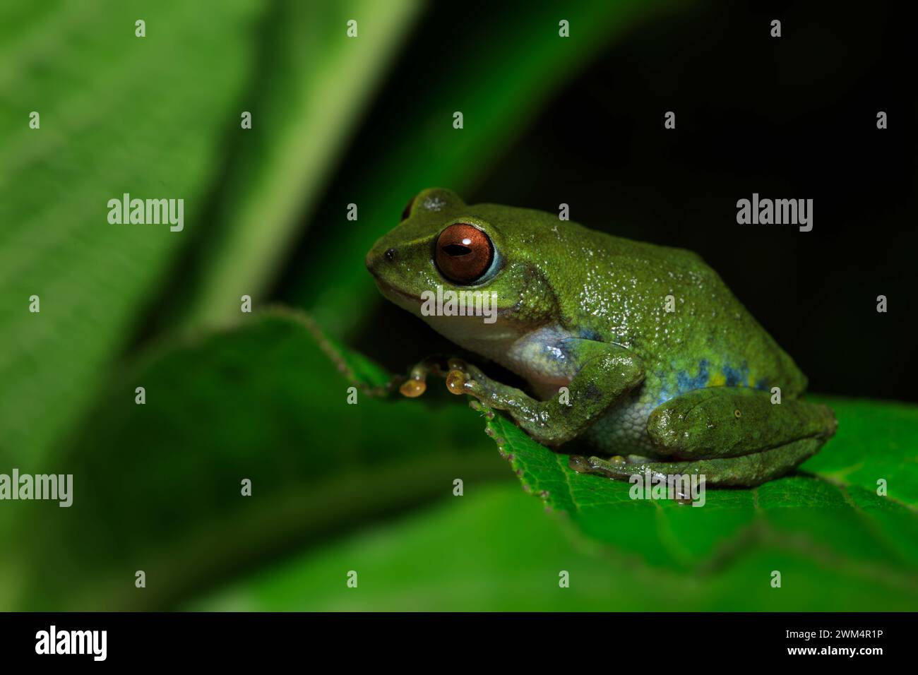 Reed frogs hi-res stock photography and images - Alamy