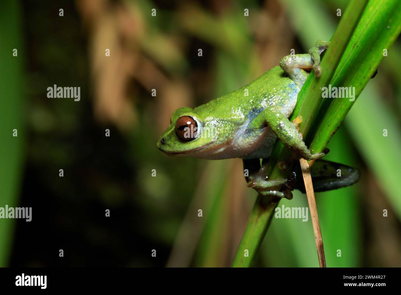 Frogs of Munnar - Frogs of Kerala Stock Photo - Alamy