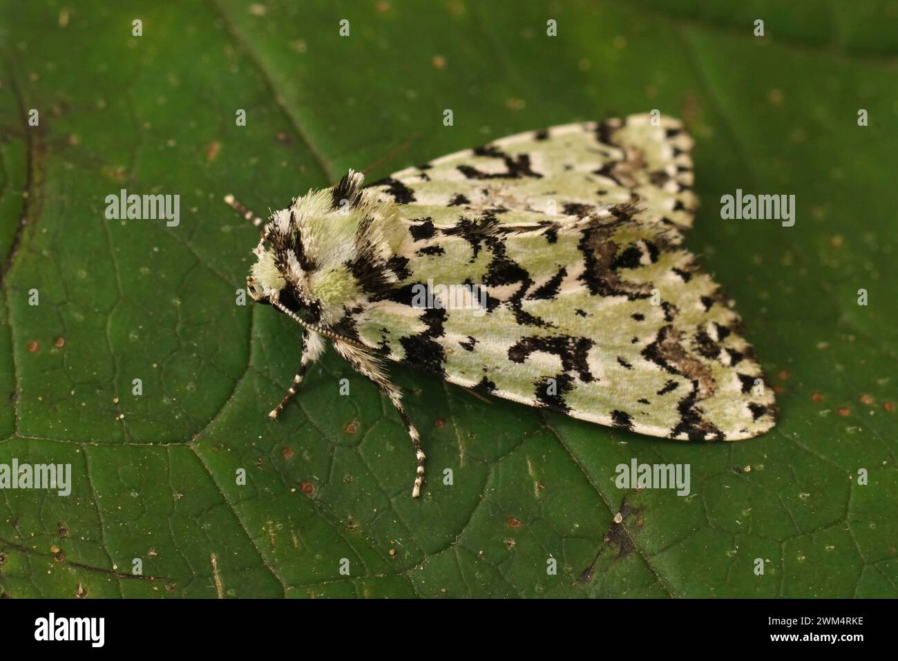Detailed closeup on the light green and white scarce merveille du jour ...