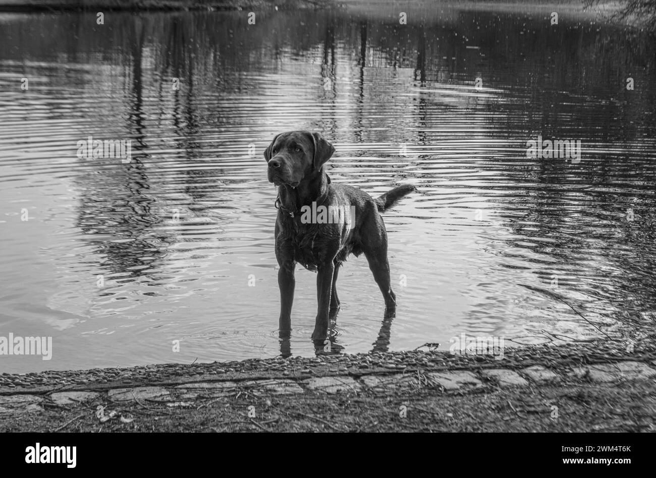 Labrador in water Stock Photo - Alamy