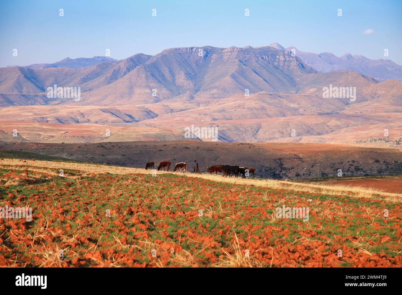 Basotho man wearing traditional blanket in the Mountains of Lesotho ...