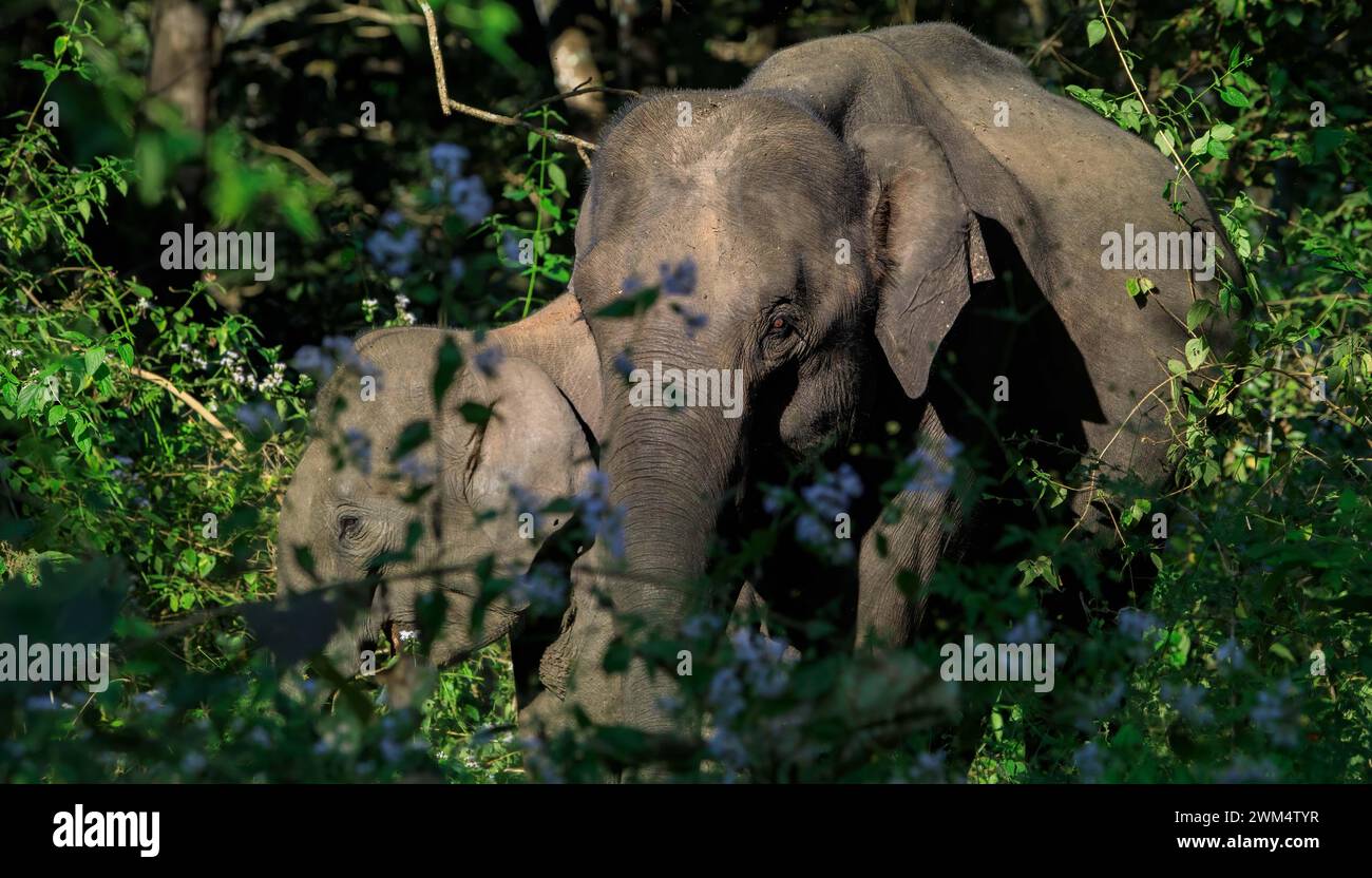 Asiatic elephant family hi-res stock photography and images - Alamy