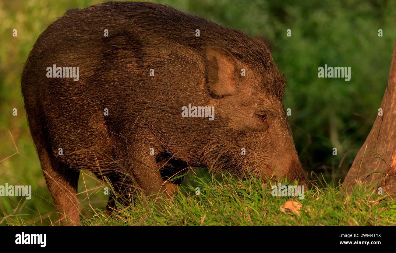Indian wild boar or Andamanese or Moupin pig a subspecies of wild boar ...