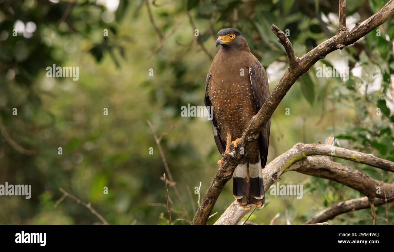 Serpent Eagle, Crested Serpent Eagle, Spilornis cheela, Images Stock ...