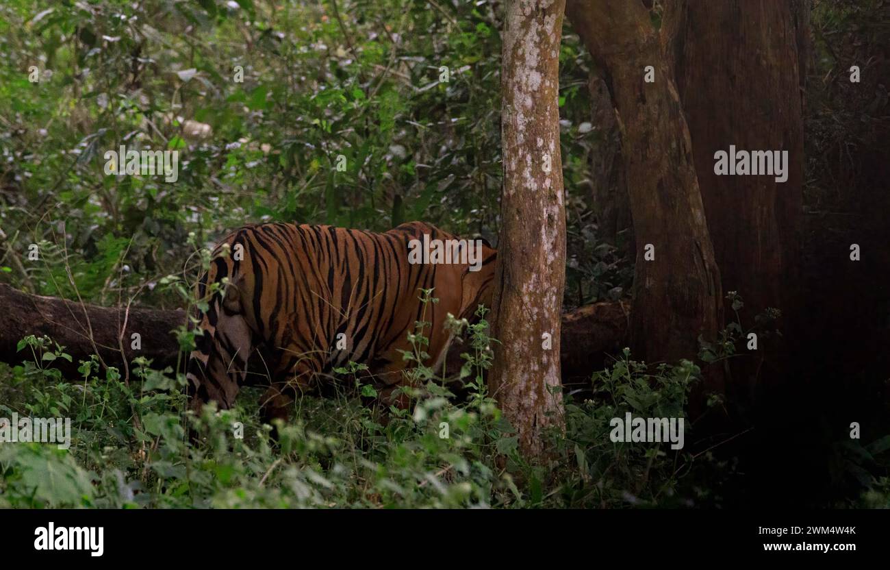 Amazing tiger in the nature habitat. Tiger pose during the golden light ...