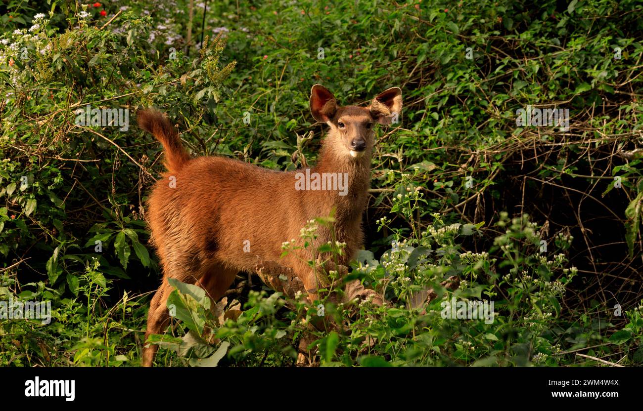 Asian Sambar deer (Rusa unicolor) walking in the forest Stock Photo - Alamy