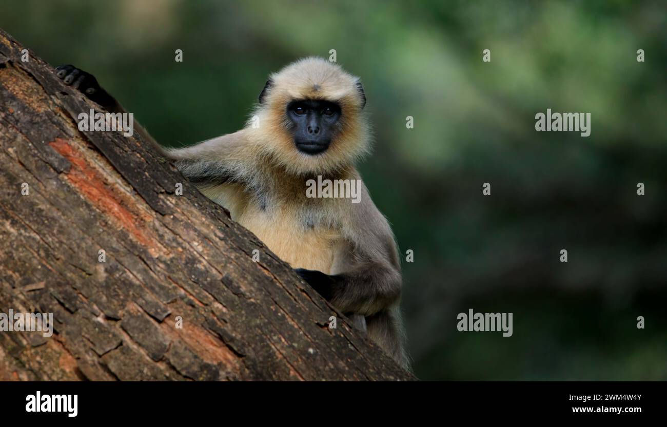 Hanuman Langur Monkey images / gray langur / Semnopithecus Stock Photo ...