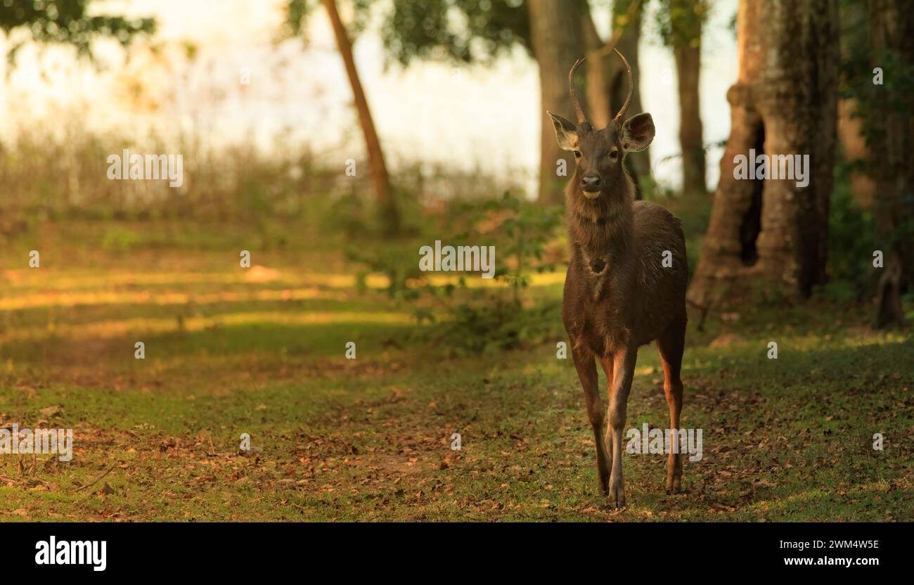 Asian Sambar deer (Rusa unicolor) walking in the forest Stock Photo - Alamy