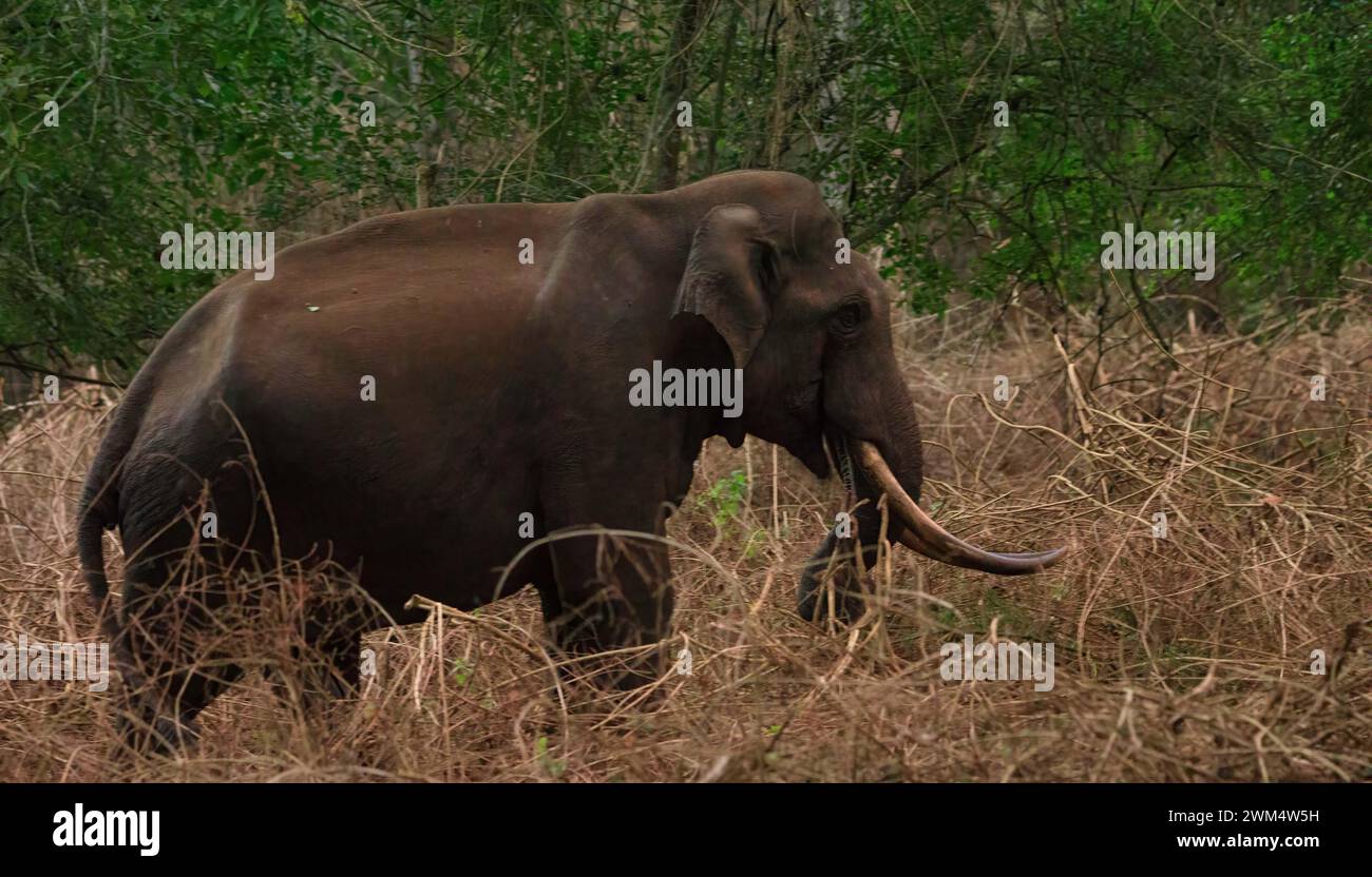 Asian elephant herd walking hi-res stock photography and images - Alamy