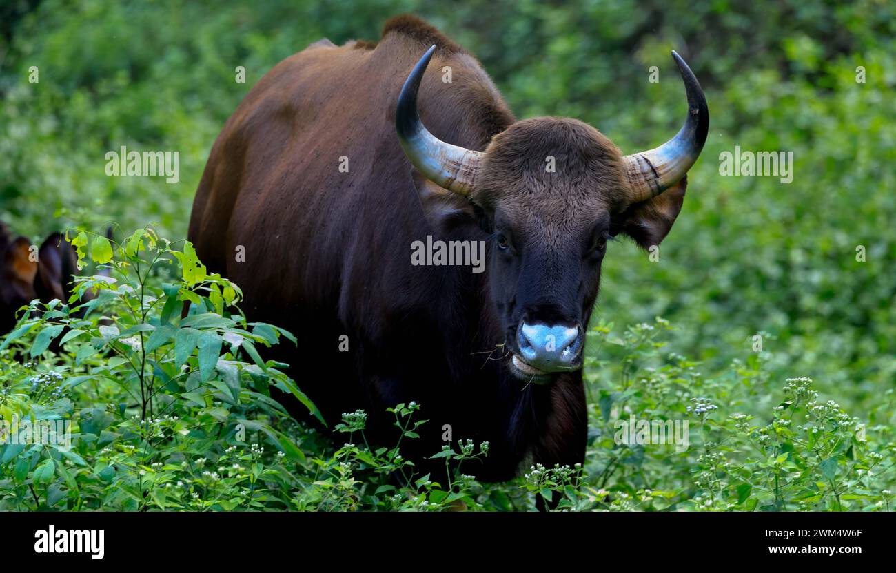 Indian wild gaur hi-res stock photography and images - Alamy