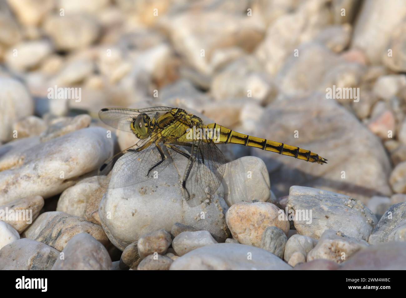 Natural closeup on a female Southern skimmer dragonfly, Orthetrum ...
