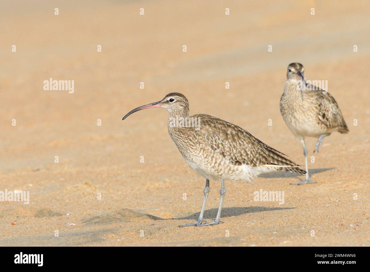 Wetland Birds royalty-free images Stock Photo - Alamy