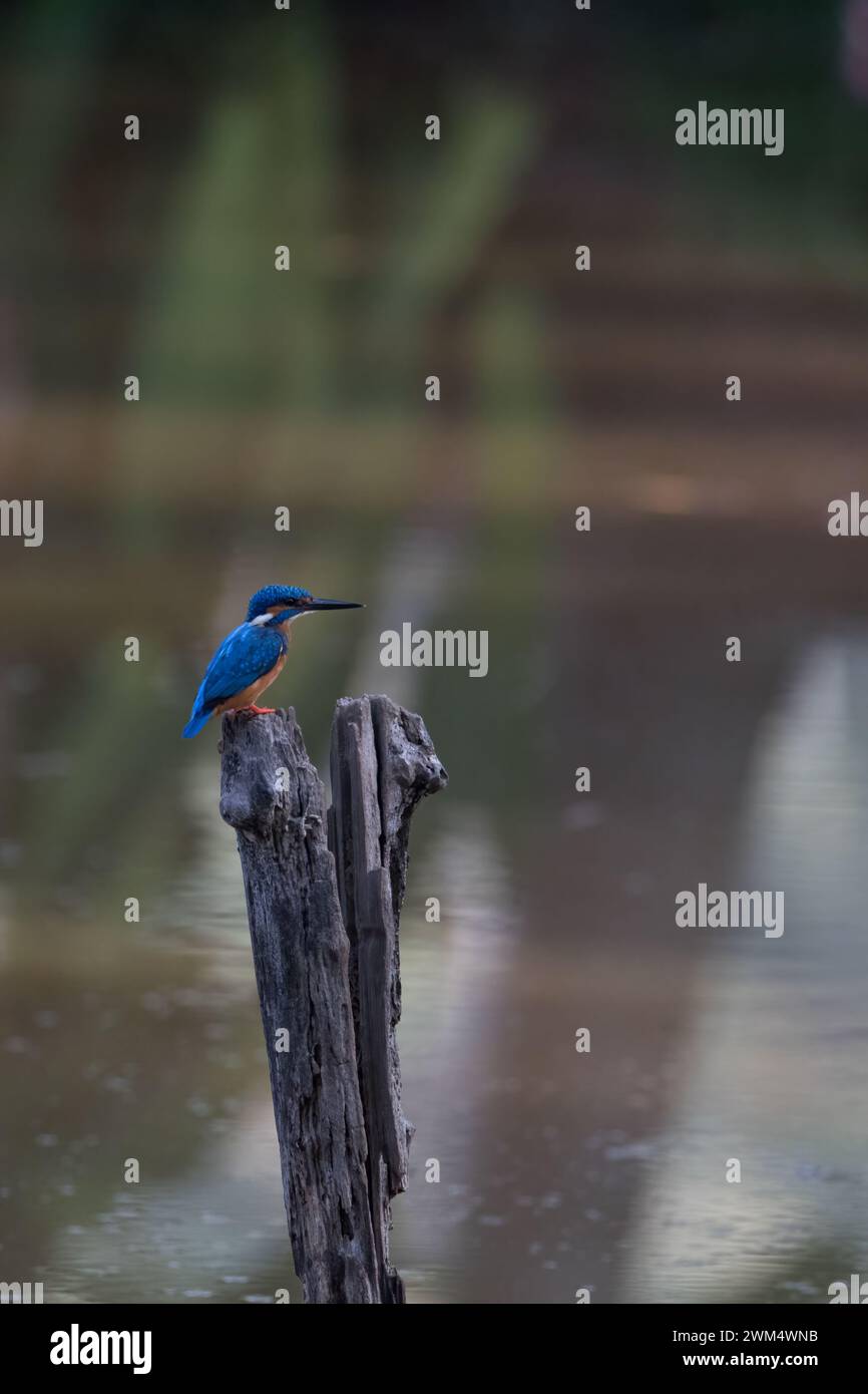 Wetland Birds royalty-free images Stock Photo - Alamy