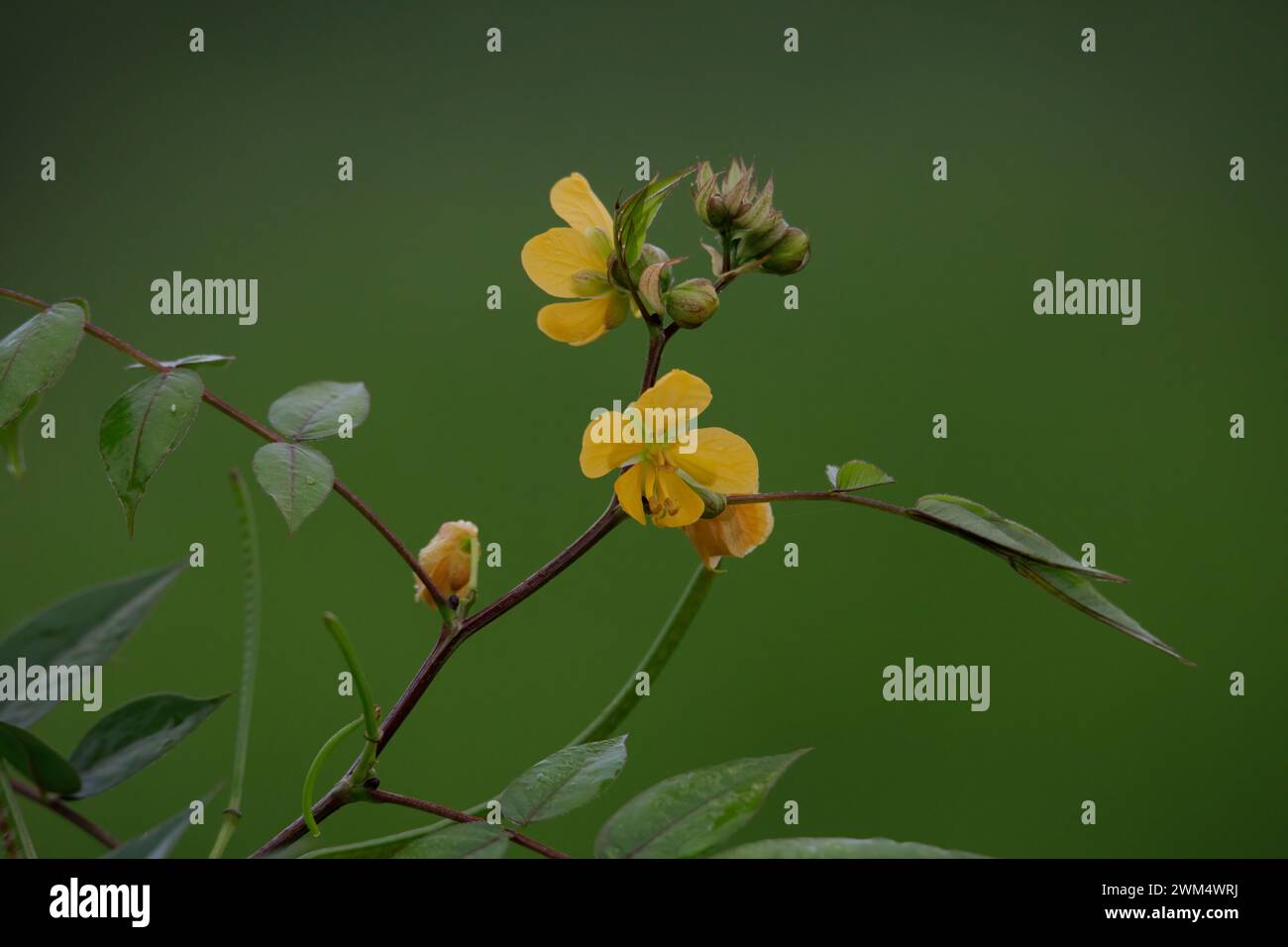 Kerala forest flowers / flower at Kerala forest Stock Photo - Alamy