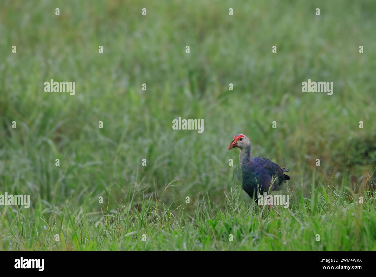 Wetland Birds royalty-free images Stock Photo - Alamy