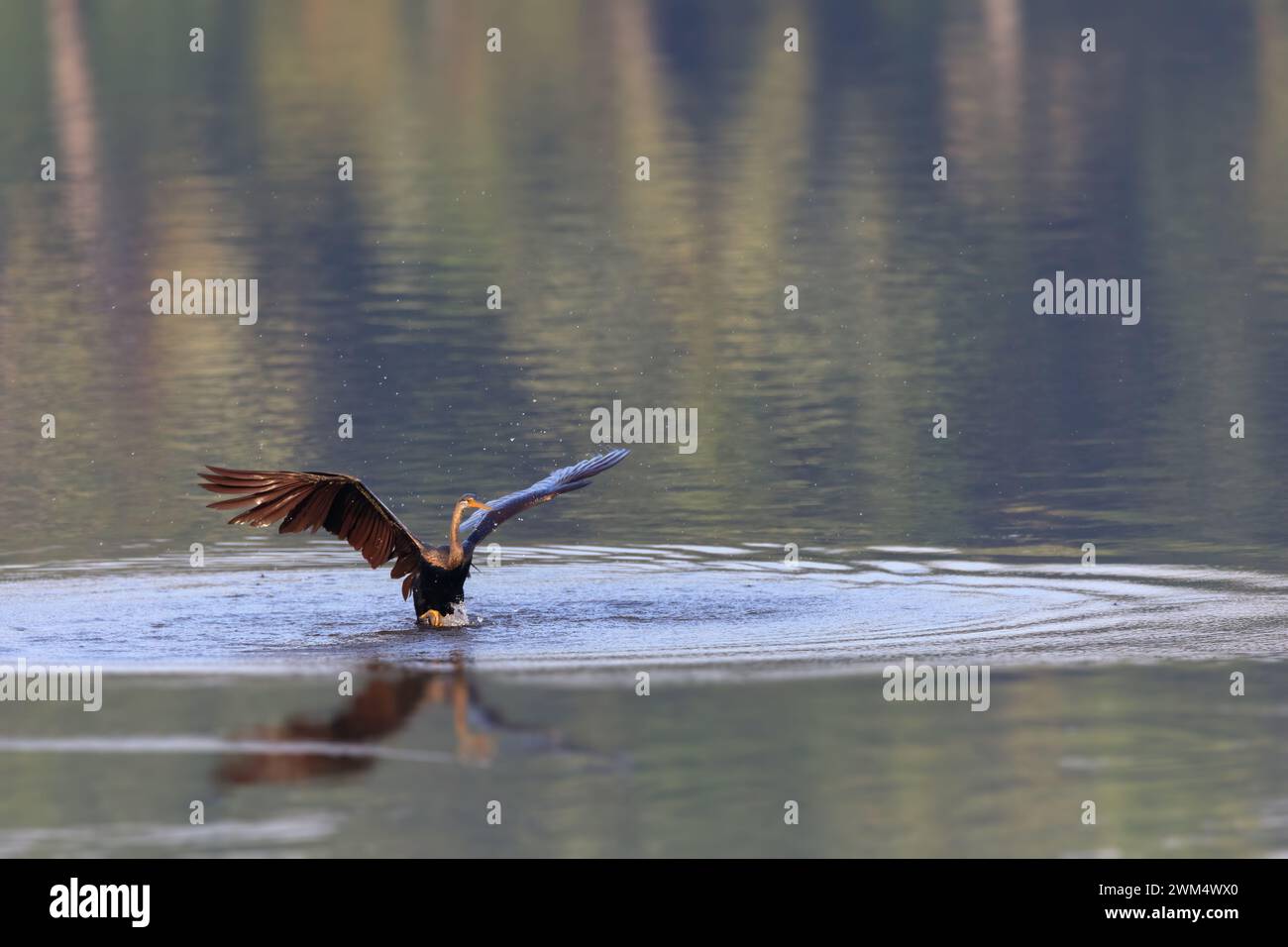Wetland Birds royalty-free images Stock Photo - Alamy
