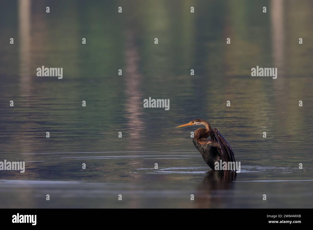 Wetland Birds royalty-free images Stock Photo - Alamy