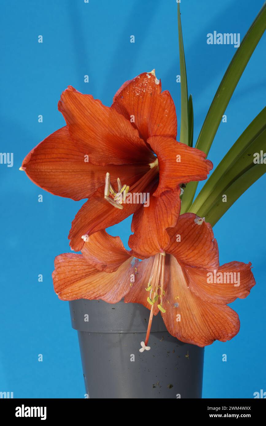 Result of focus stacking of two big flowers Hippeastrum which grow ...