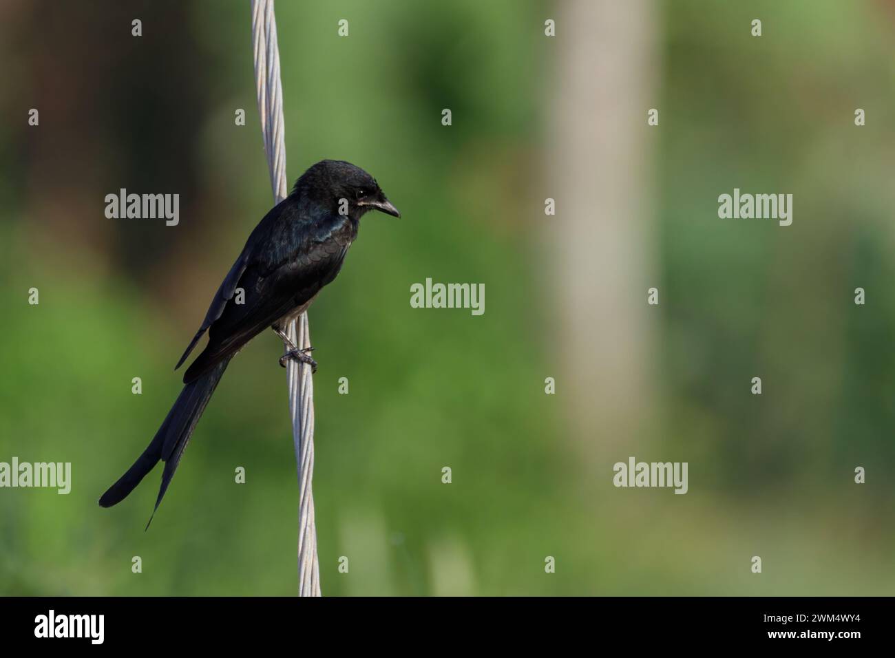 Black Drongo, Dicrurus macrocercus, Kerala, India, Asia Stock Photo - Alamy